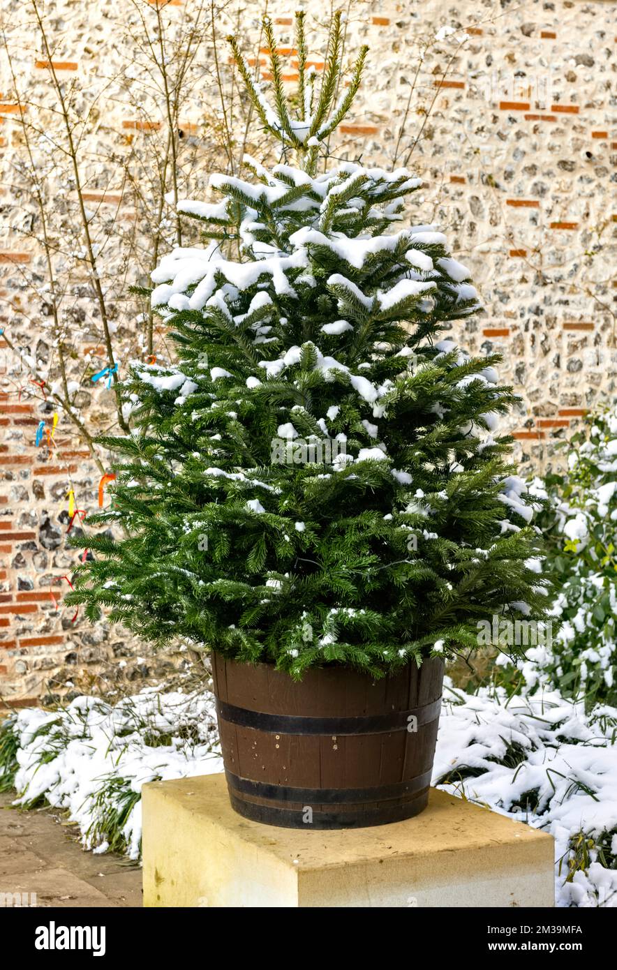 Snow covered Christmas tree at the back of St. Albans Cathedral also ...