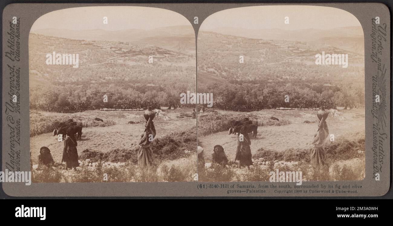 Hill of Samaria - from the south - surrounded by its fig and olive ...