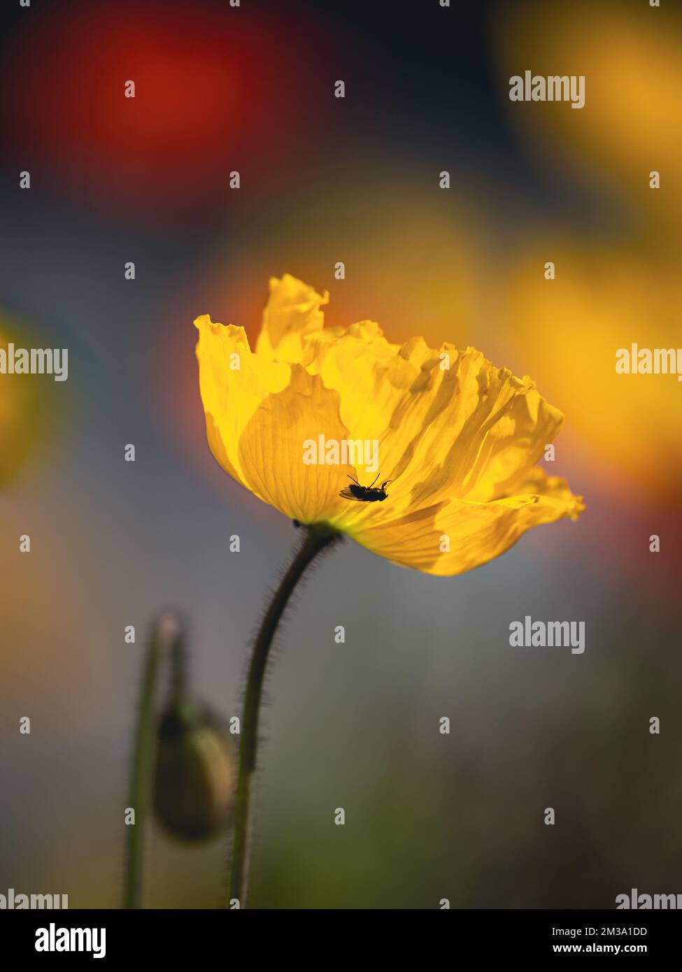 A vertical shot of a beautiful yellow flower Stock Photo - Alamy