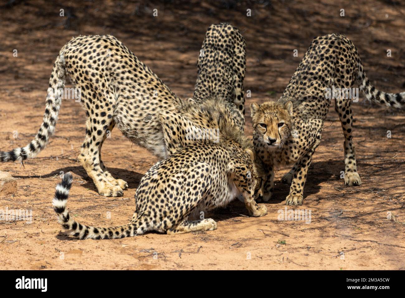Marataba reserve south africa hi-res stock photography and images - Alamy
