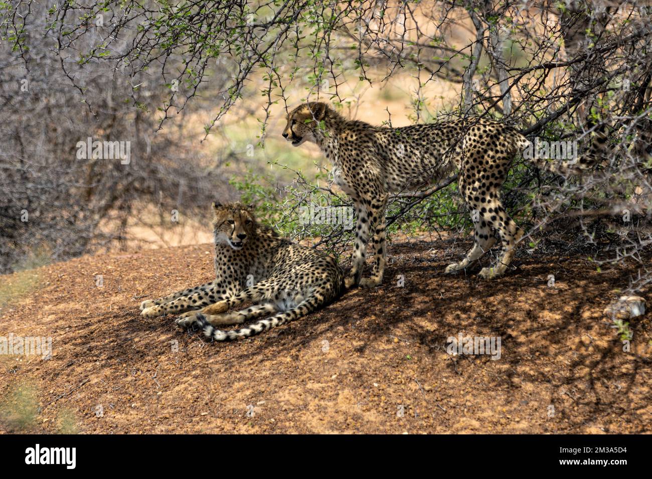 Marataba reserve south africa hi-res stock photography and images - Alamy