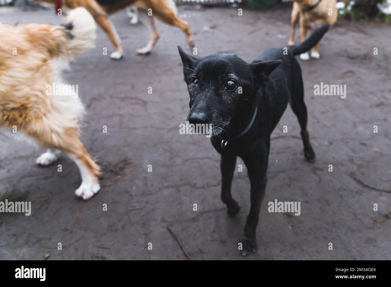 Portrait of adorable friendly old mixed-race black dog walking around ...