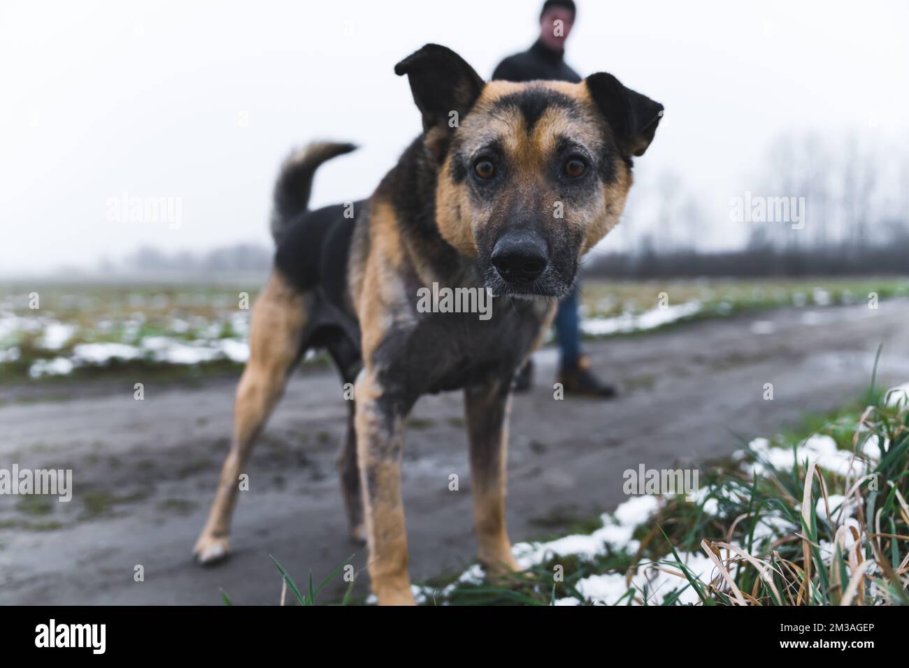Adorable ownerless mixed-breed dog sadly looking at camera and showing ...