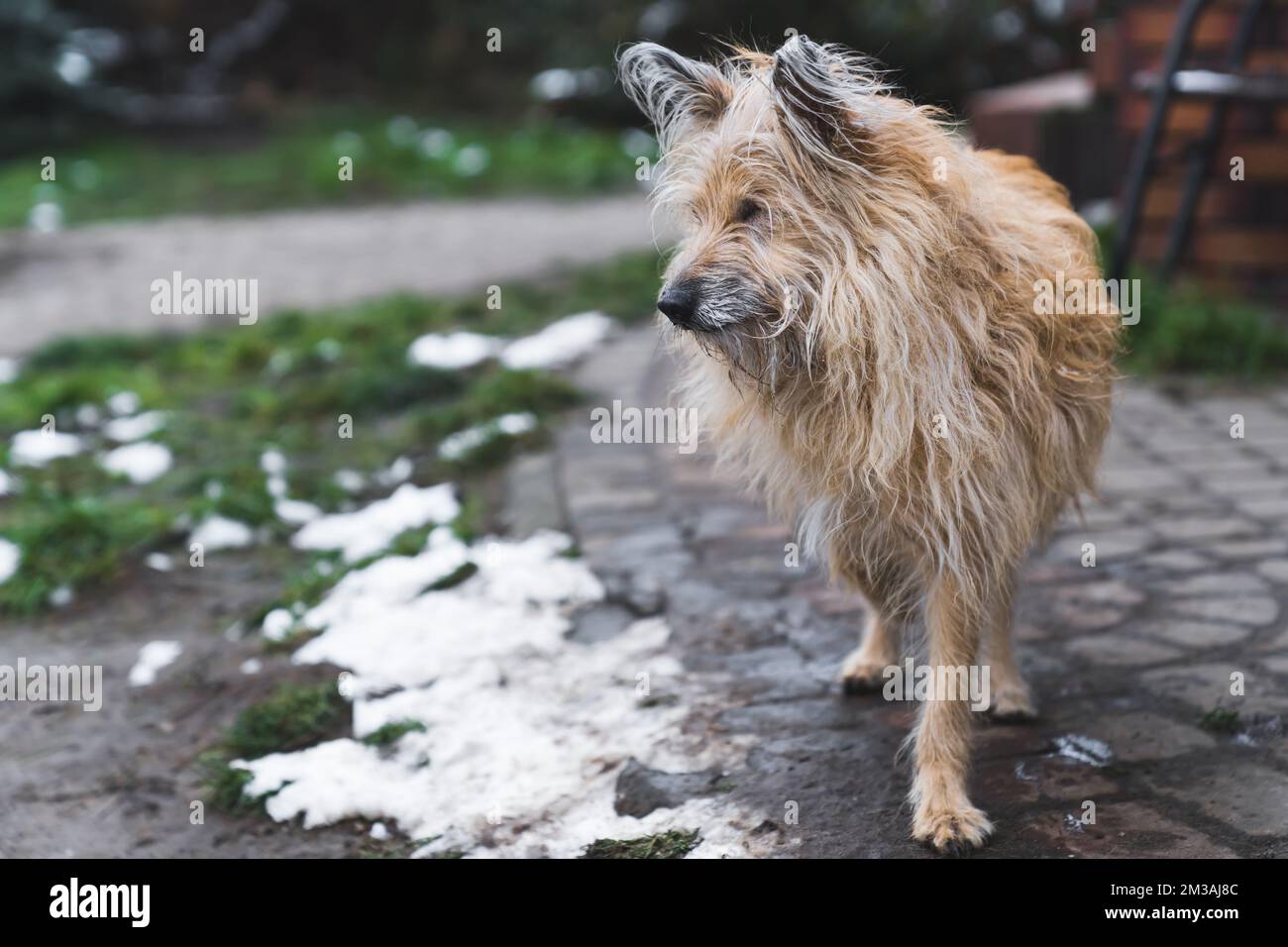 Long-haired elder stray dog without one leg standing on porch outside ...