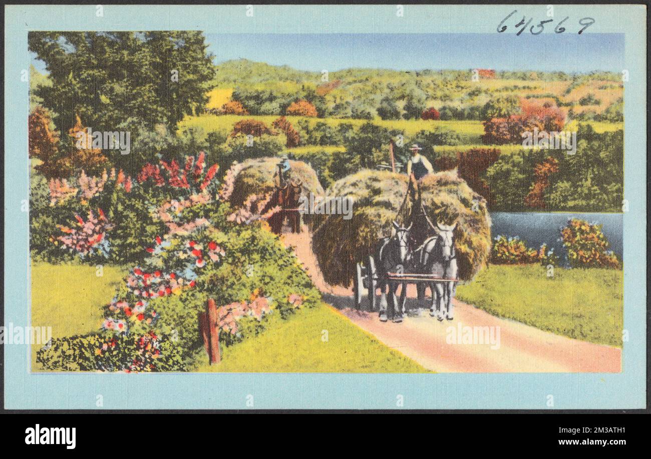 Horse drawn carts carrying hay , Horses, Carts & wagons, Hay, Tichnor ...