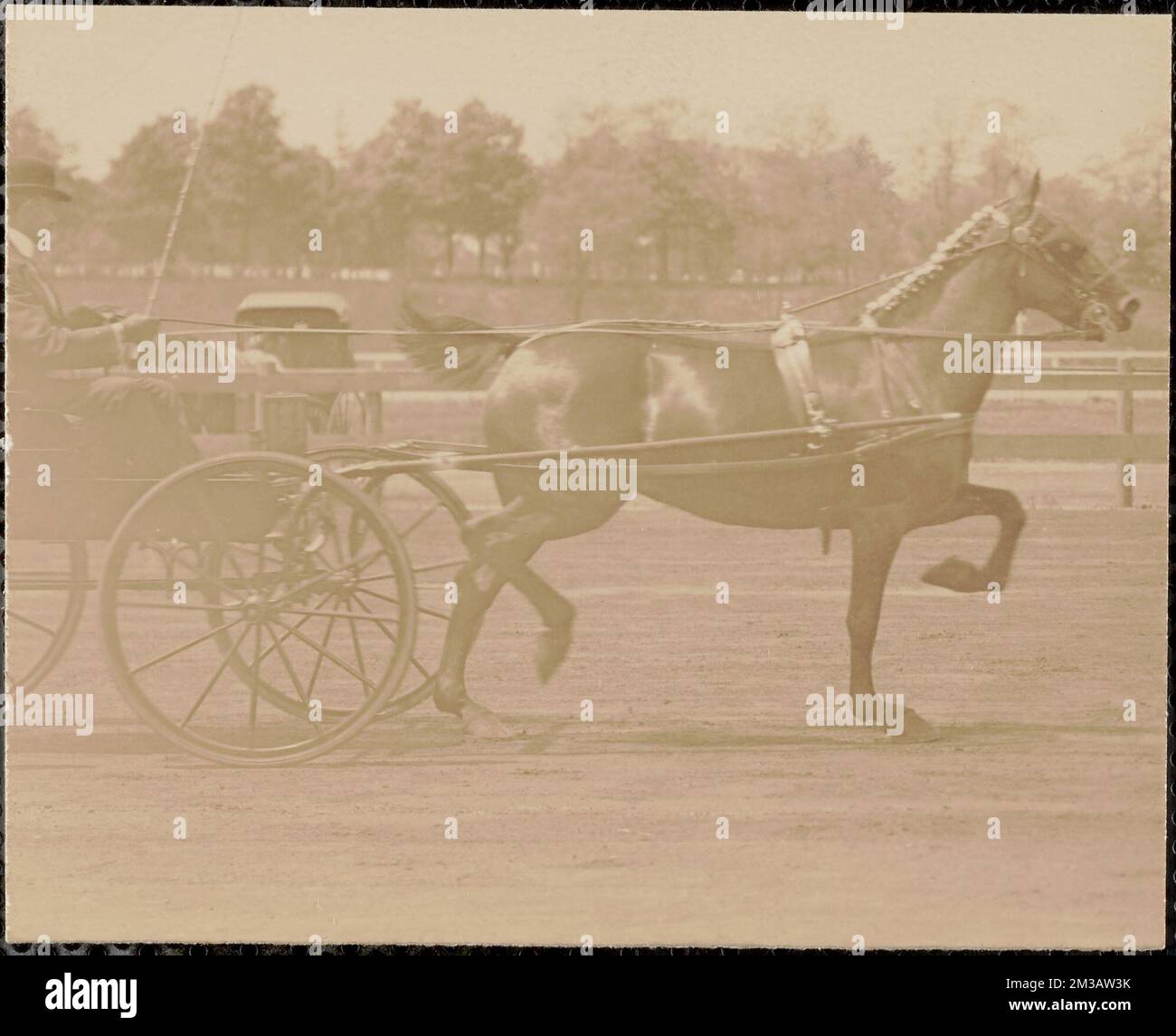 Horse in action , Horses, Carriages & coaches. Leon Abdalian Collection ...