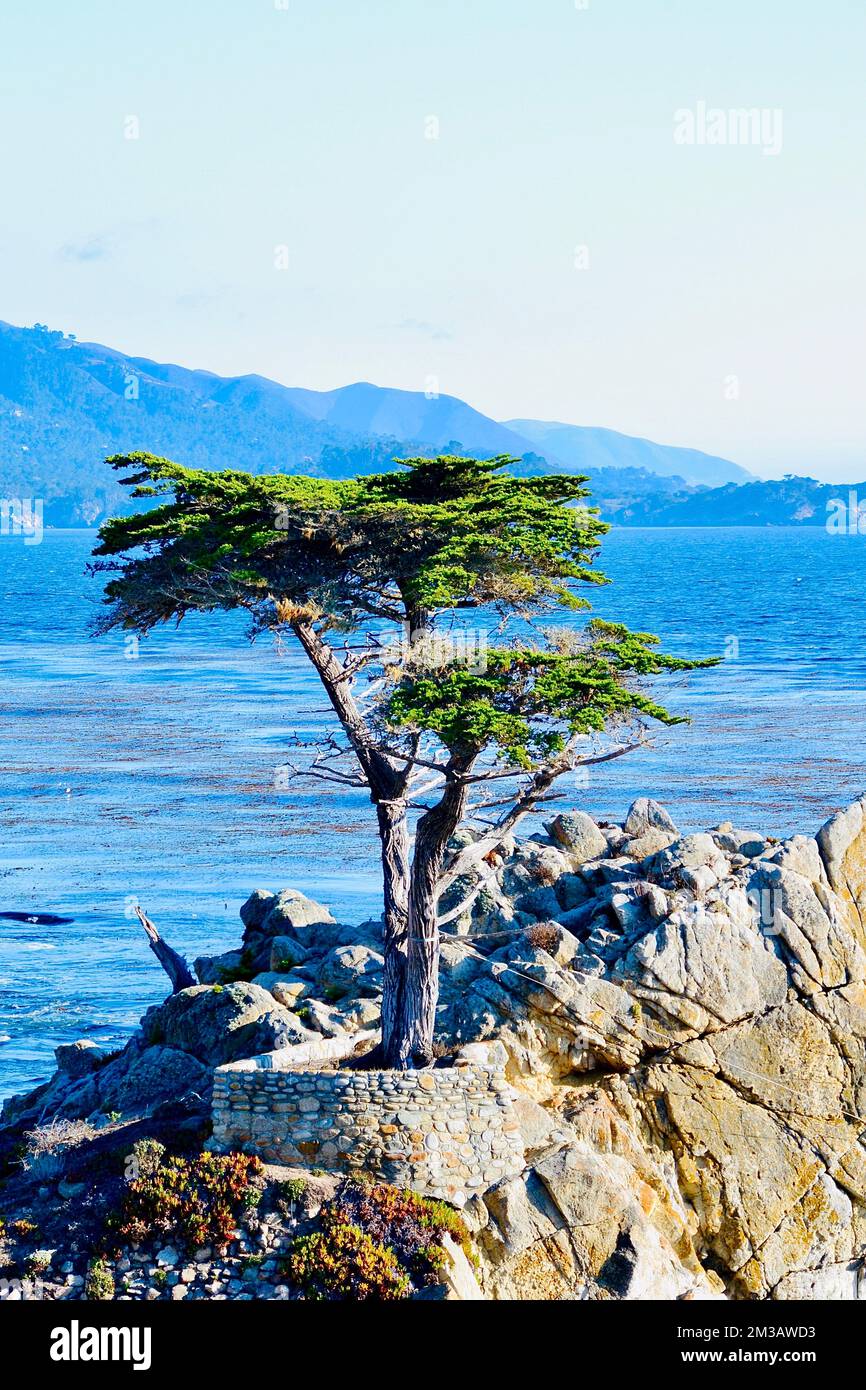 lone Cypress tree along 17 miles drive Stock Photo - Alamy