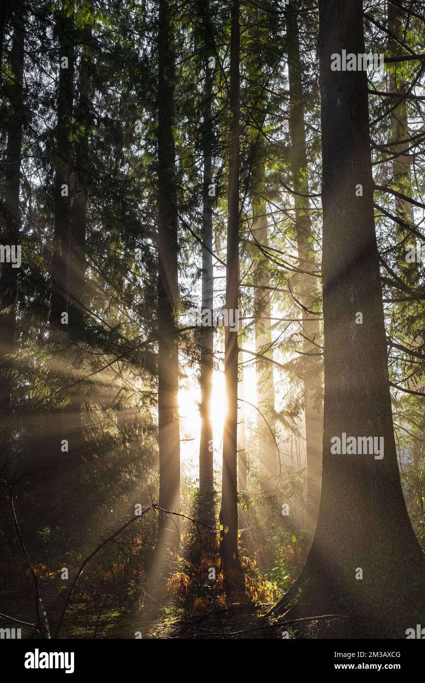 Spring forest landscape, abstract fresh, seasonal nature view, green ...