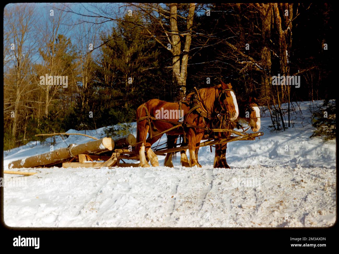Horses pulling logs through the snow , Horses, Pack animals, Logs ...