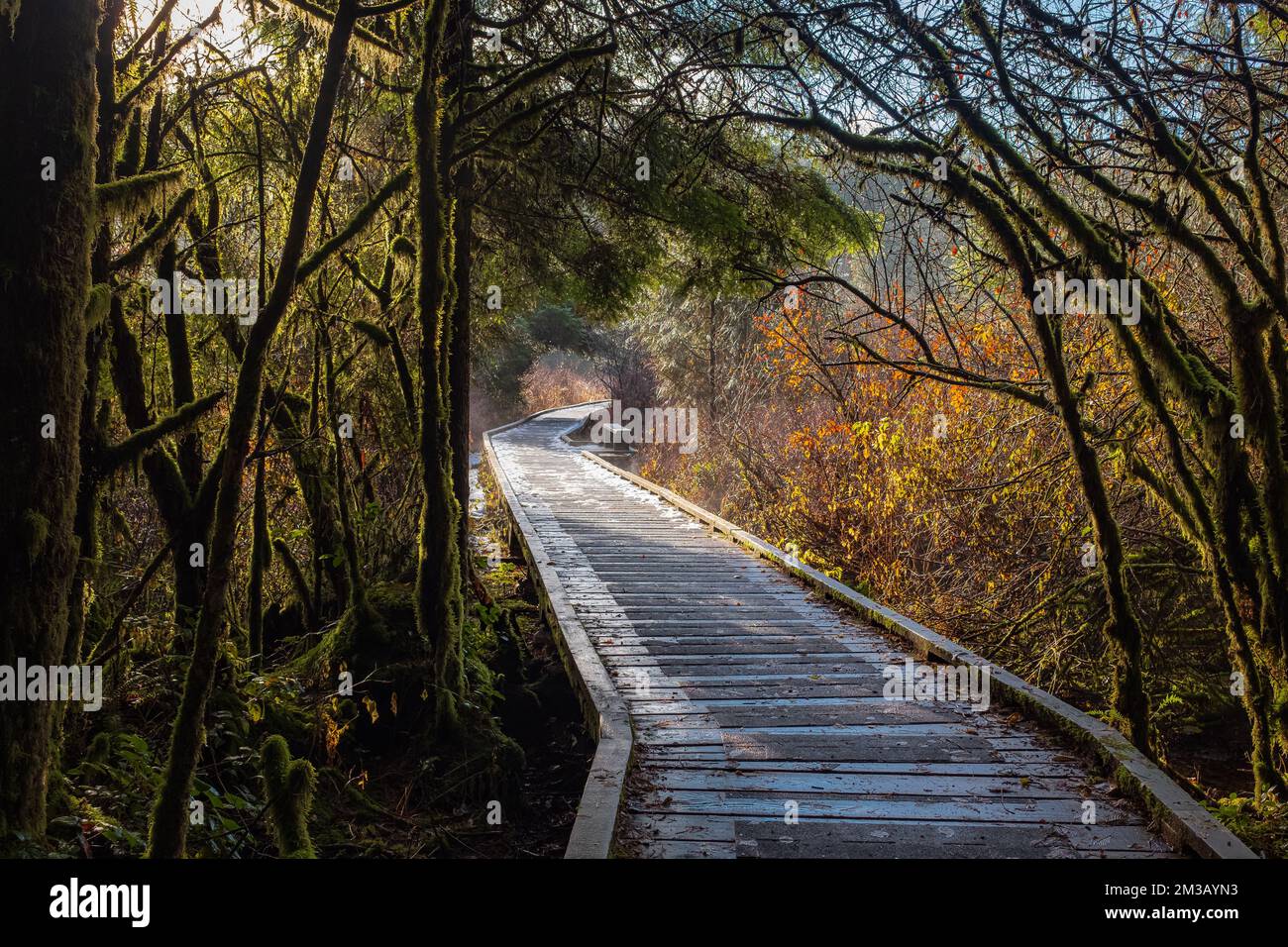 Mystic journey ahead, a quiet lane on a beautiful forest with stream ...