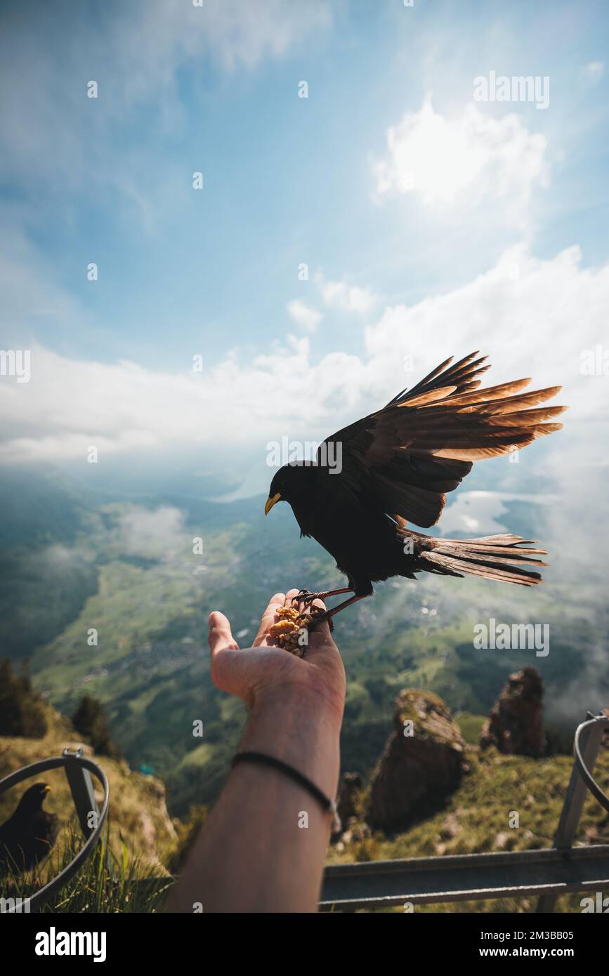 A closeup of a person hand feeding Alpine chough with a view of ...
