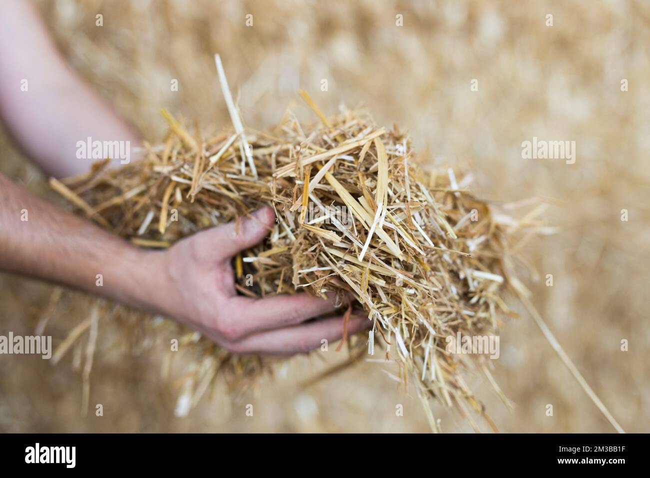 Pair of hands holding hay Stock Photo - Alamy