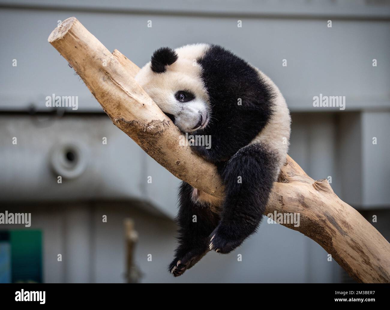 Kuala Lumpur, Malaysia. 31st May, 2022. Giant panda cub Sheng Yi is ...