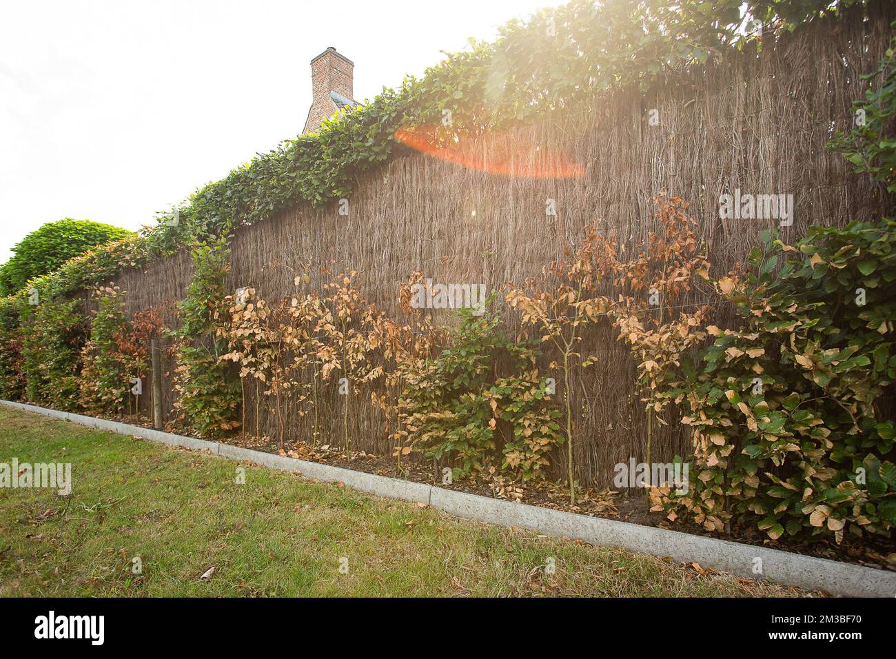Illustration picture shows a dry hedge pictured in De Pinte on ...