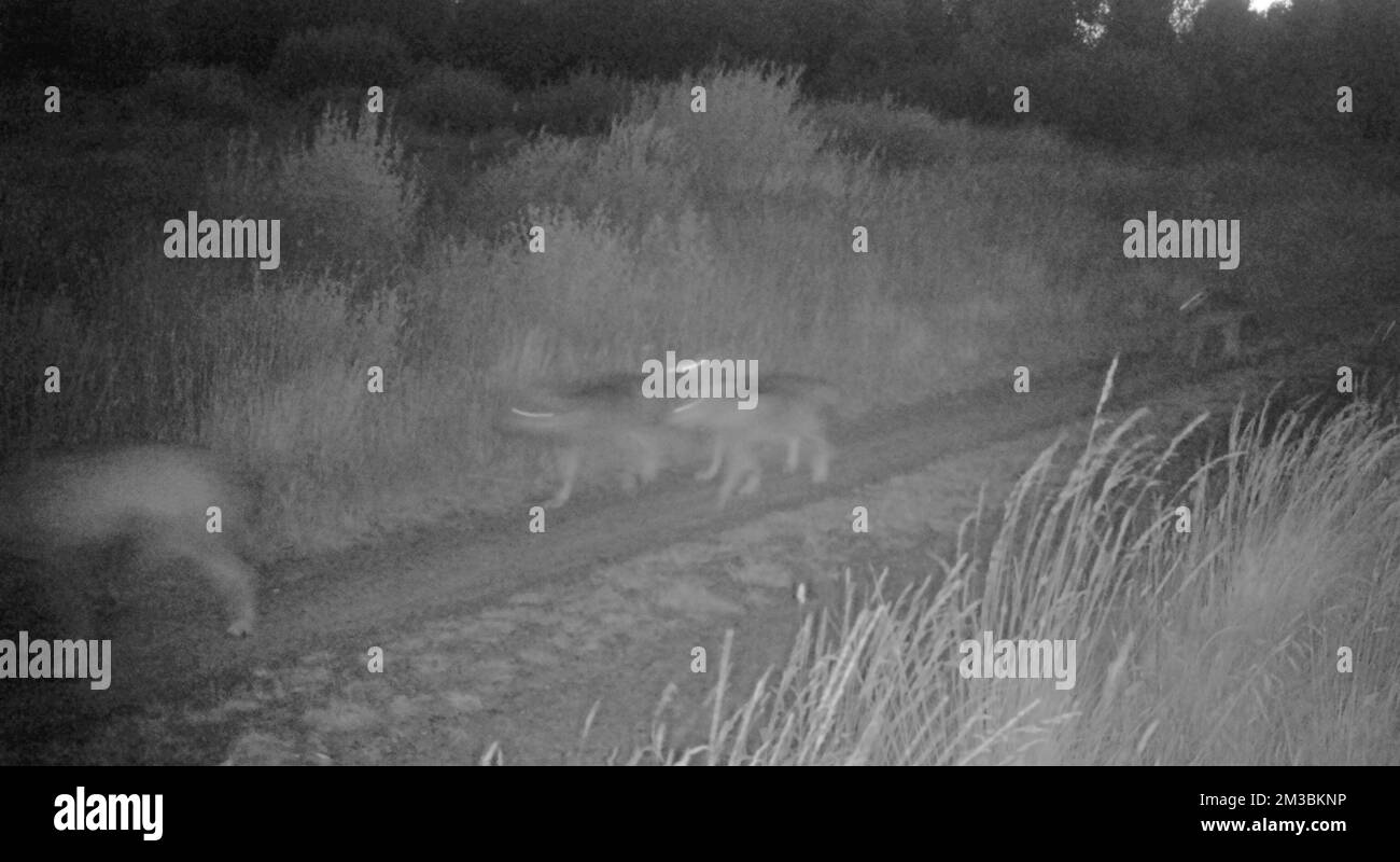 ATTENTION EDITORS - HAND OUT PICTURES - EDITORIAL USE WITH STORY ON NEW ...