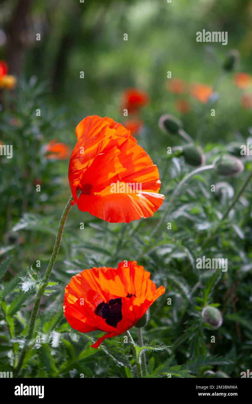 Orange Poppies
