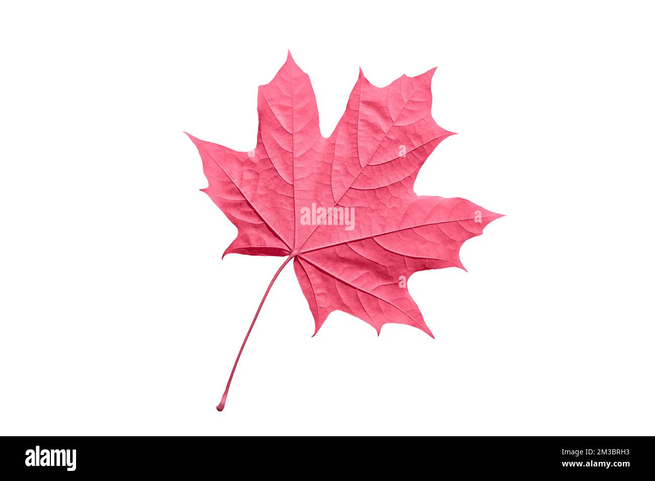 Pink, magenta or colar maple leaf isolated white background. Beautiful ...