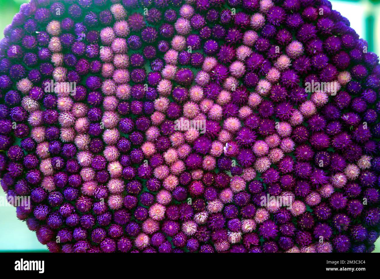 Texture and background is colorful of Amaranth Stock Photo - Alamy