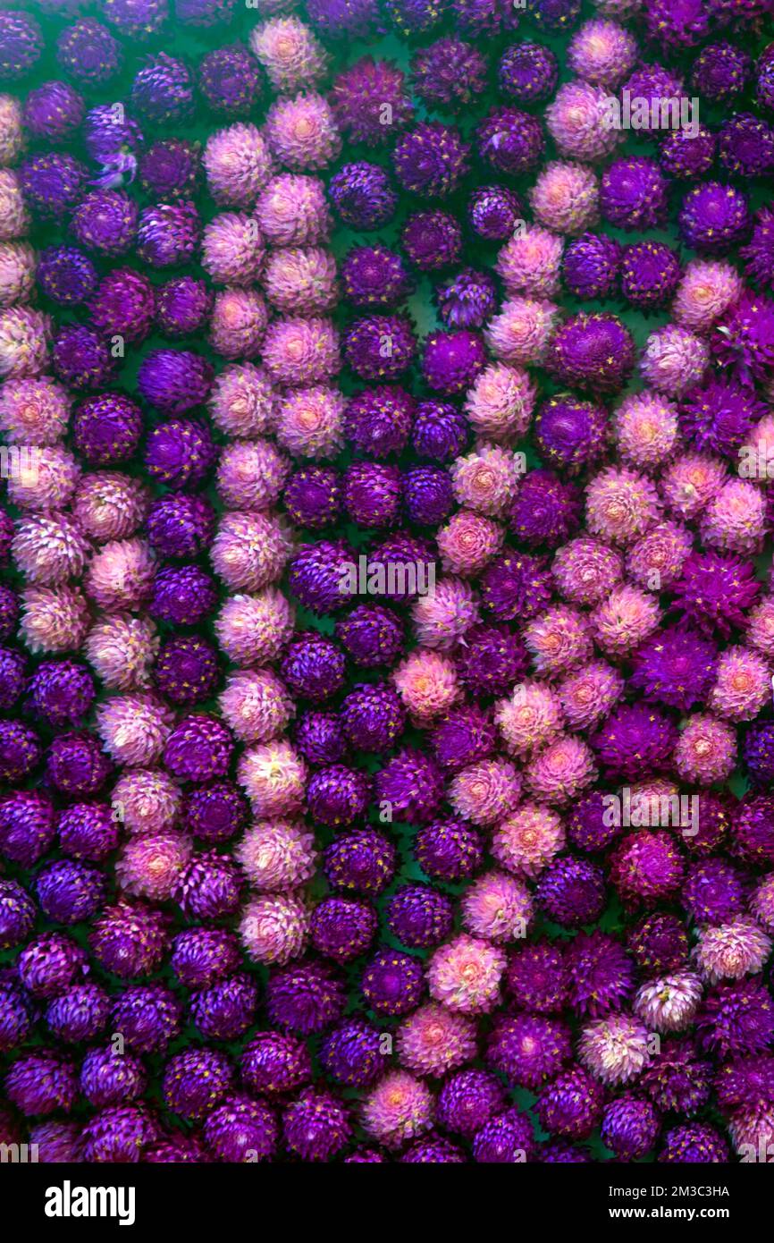 Texture and background is colorful of Amaranth Stock Photo - Alamy