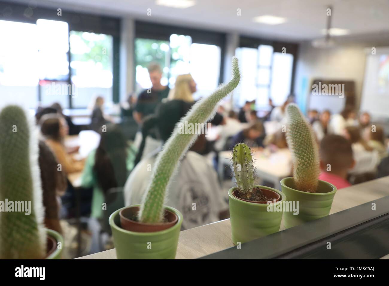 Illustration picture shows a cactus in a classroom on the first day of ...