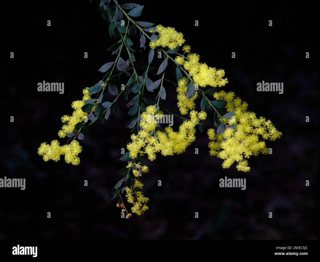 Wattle background hi-res stock photography and images - Alamy