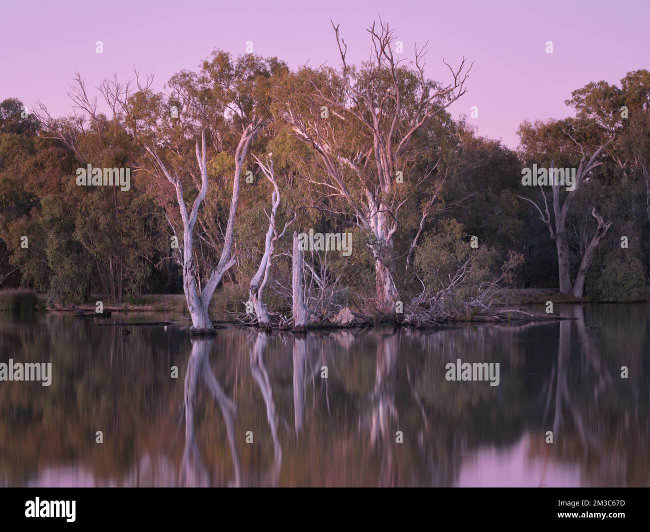 Red river gum eucalyptus camaldulensis hi-res stock photography and ...