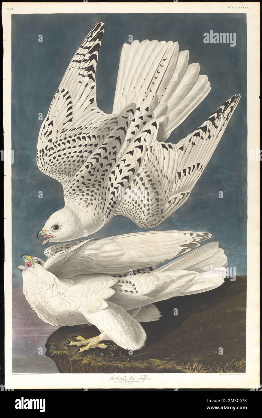 Iceland or jer falcon : Falco islandicus, Lath. Female birds. c.1 v.4 ...