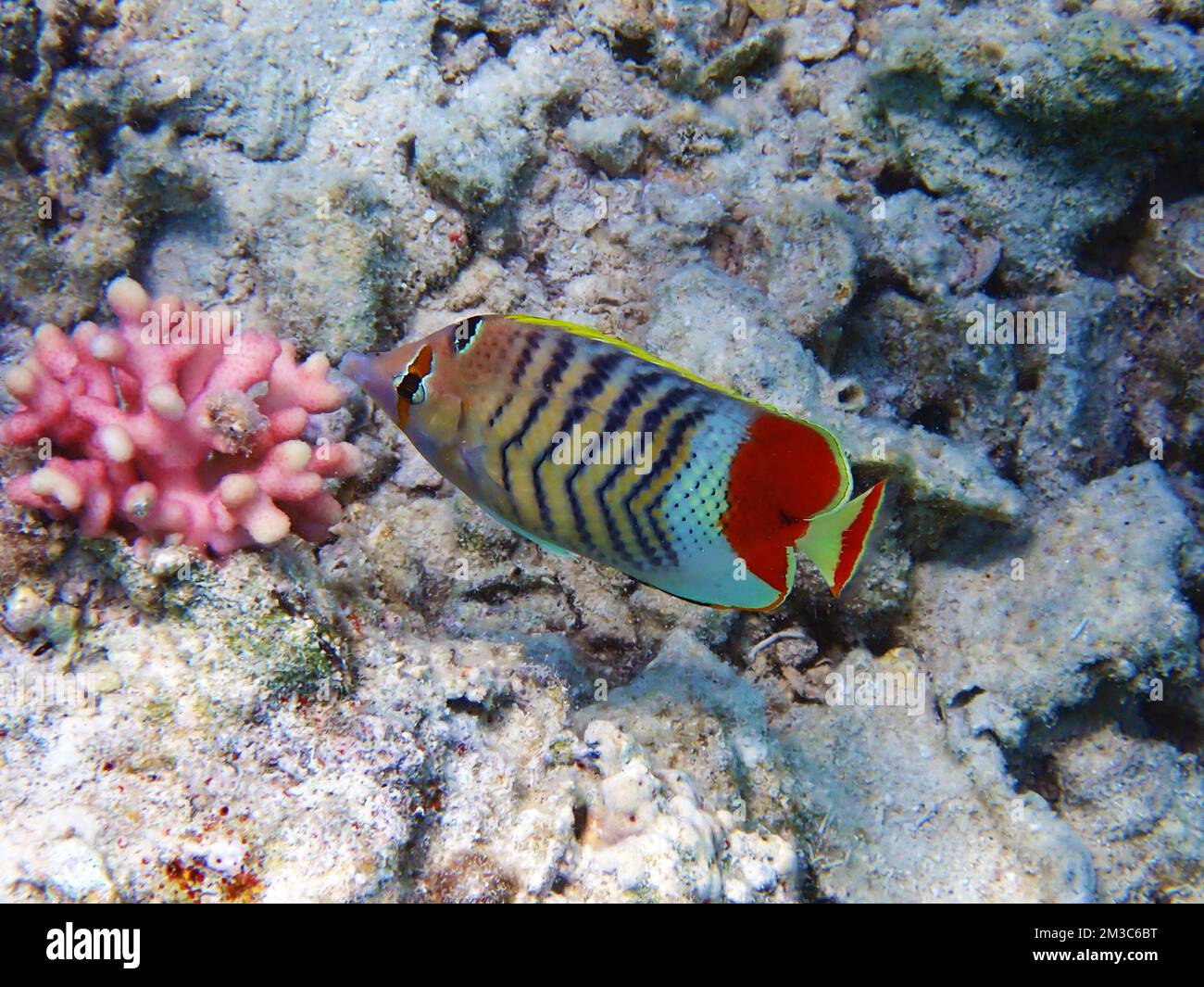 The Red Sea Eritrean Butterflyfish - (Chaetodon paucifasciatus Stock ...