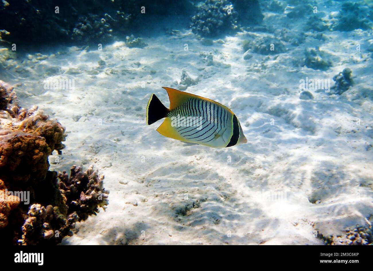 Chevroned butterfly hi-res stock photography and images - Alamy