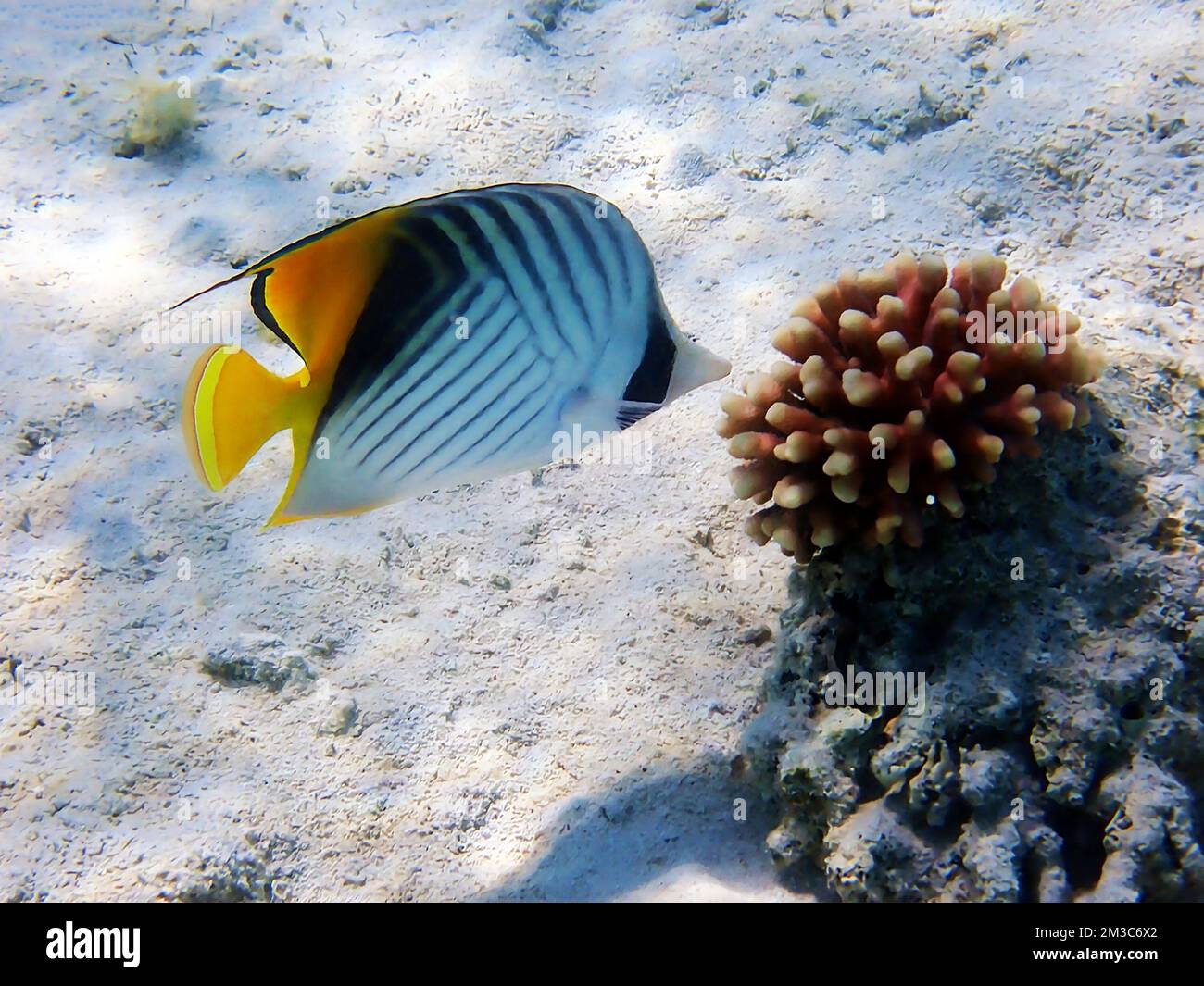 The threadfin butterflyfish - (Chaetodon auriga Stock Photo - Alamy