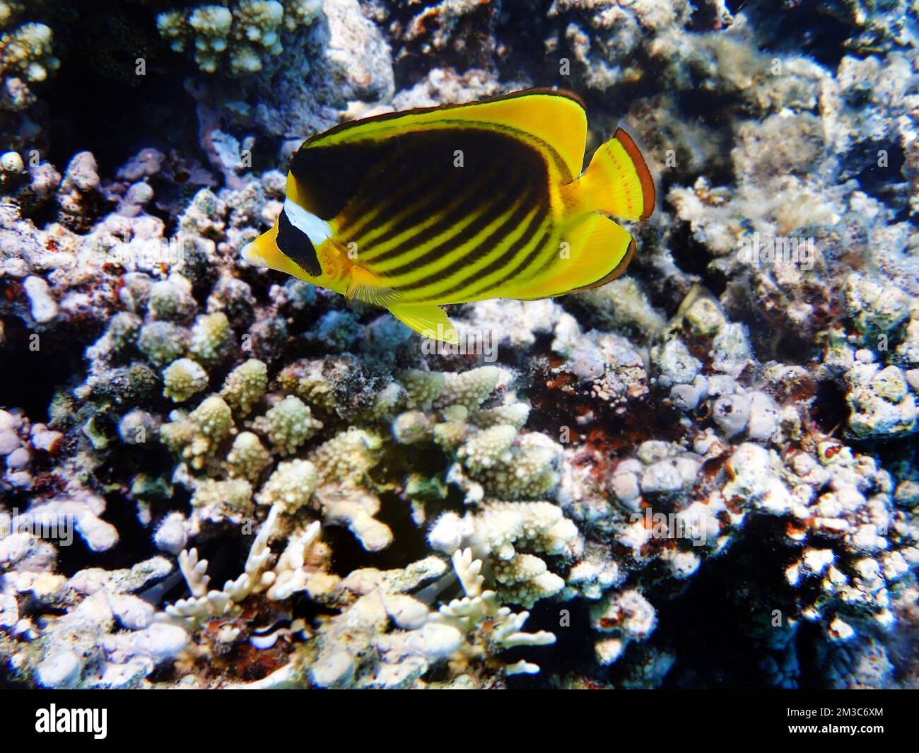 The Red Sea Eritrean Butterflyfish - (Chaetodon paucifasciatus Stock ...