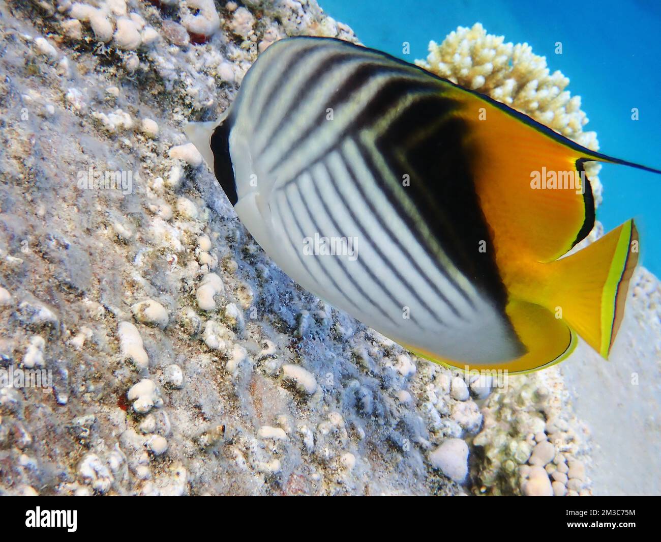 The threadfin butterflyfish - (Chaetodon auriga Stock Photo - Alamy