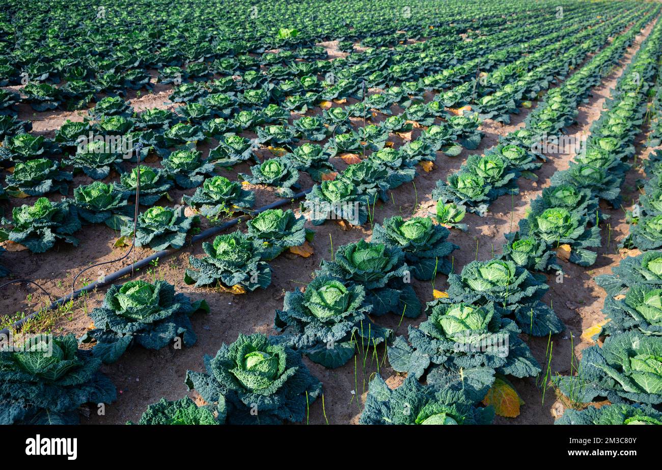 Rows of green ripe savoy cabbage on farm plantation Stock Photo - Alamy