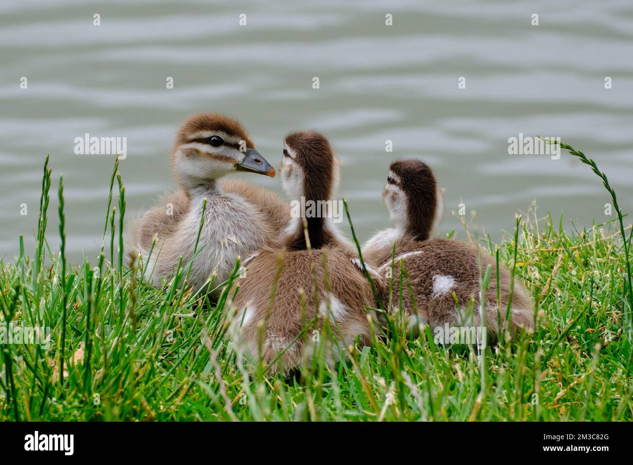 Three Little Ducks Stock Photo - Alamy