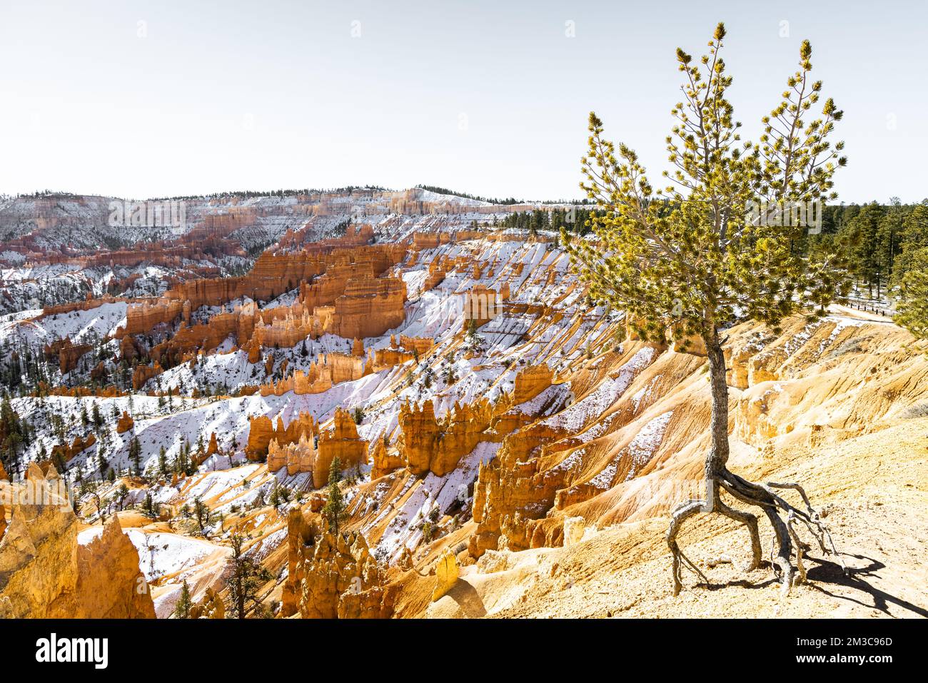 Sunrise point with tree on edge at bryce canyon national park in winter ...