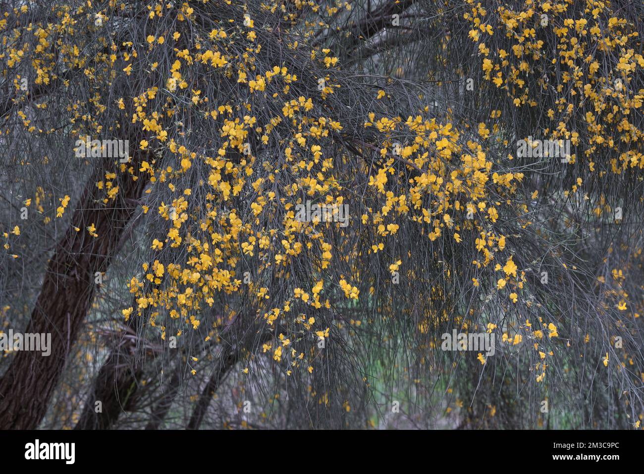 Jacksonia scoparia hi-res stock photography and images - Alamy