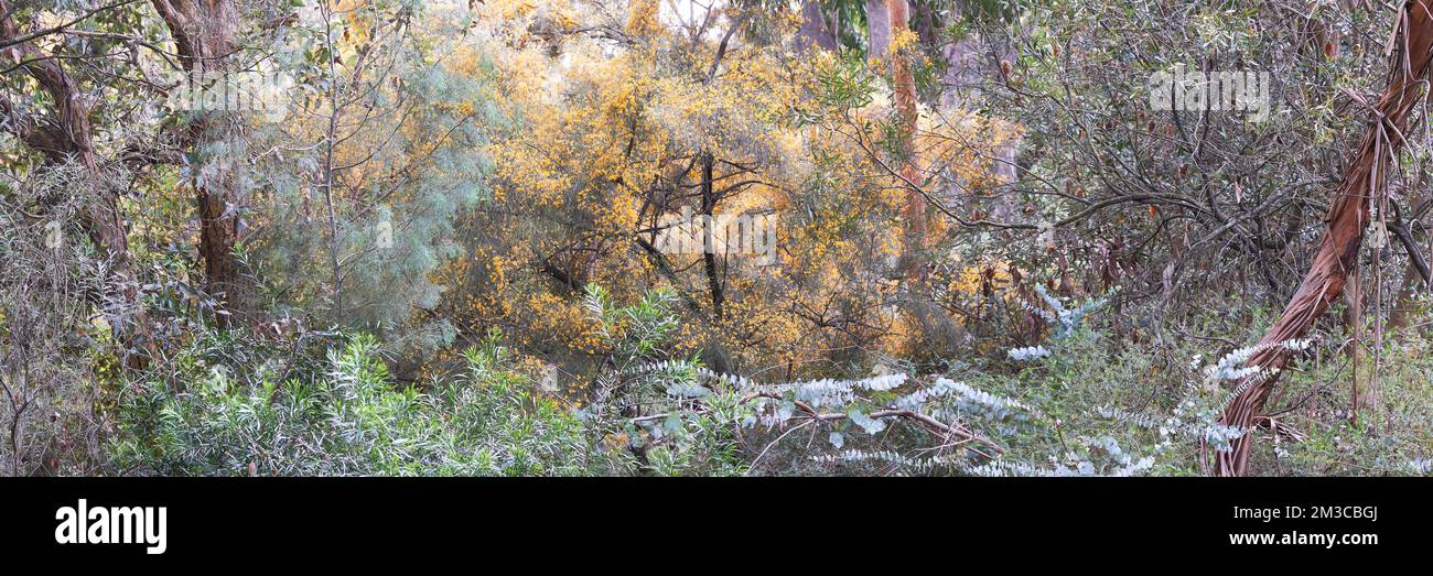 Australian bush panorama hi-res stock photography and images - Alamy