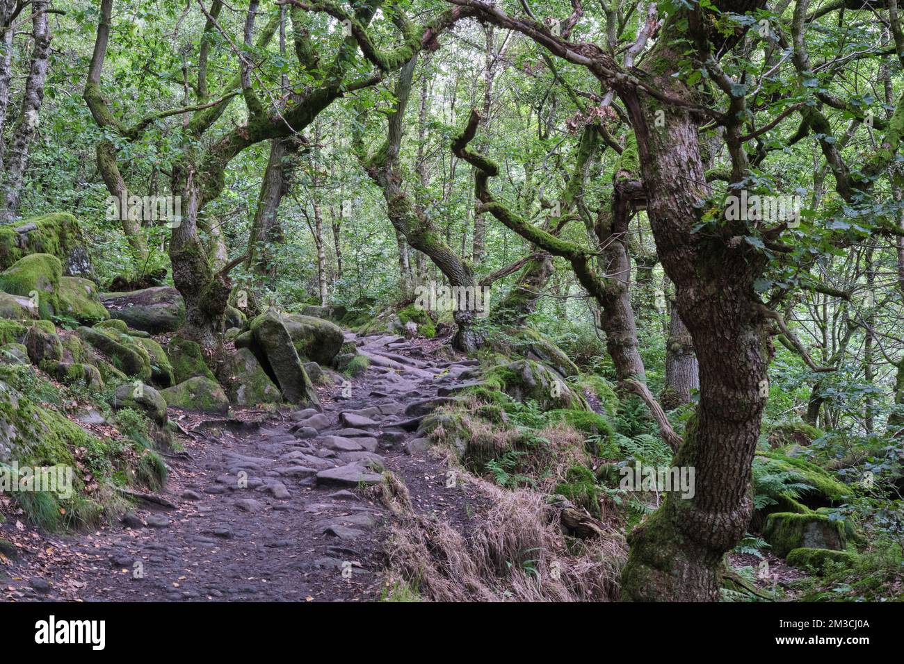 Into The Enchanted Forest Stock Photo - Alamy