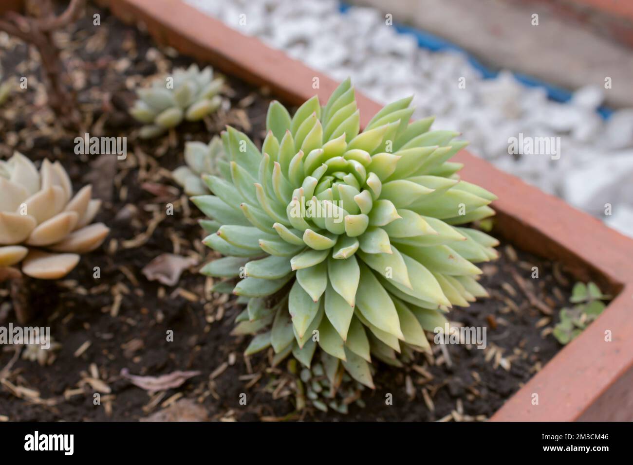 Geometric succulent hi-res stock photography and images - Alamy