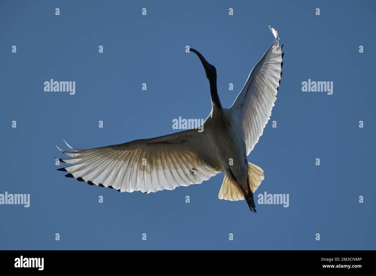 Australian white ibis wading hi-res stock photography and images - Alamy