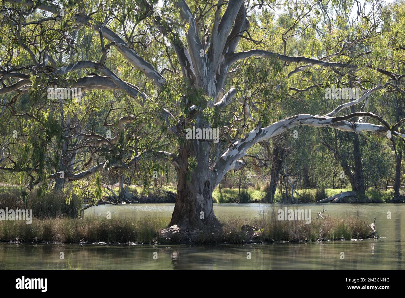 Red river gum eucalyptus camaldulensis hi-res stock photography and ...