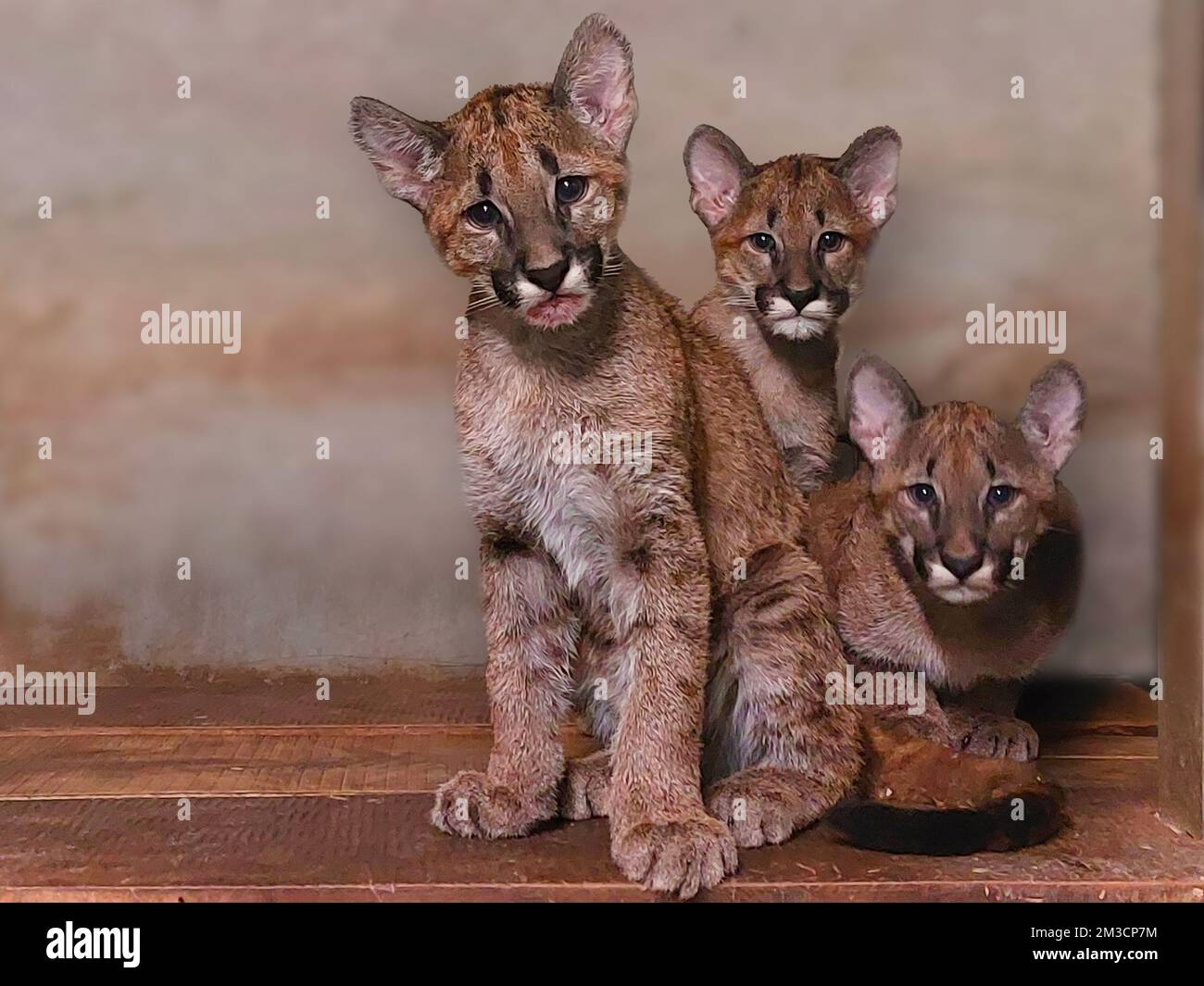 ATTENTION EDITORS - HAND OUT PICTURES - EDITORIAL USE WITH STORY ON THE BIRTH OF COUGAR CUBS ...