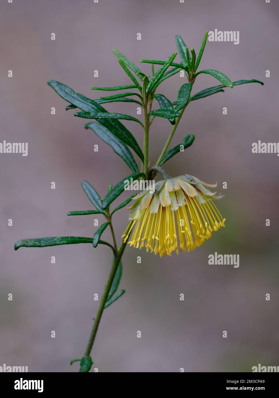 Yanchep hi-res stock photography and images - Alamy