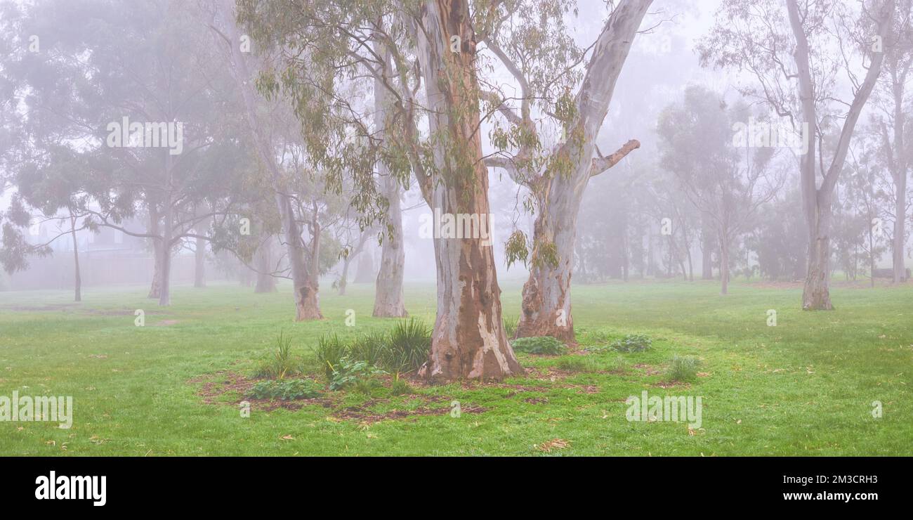 Misty Gum Trees Stock Photo - Alamy