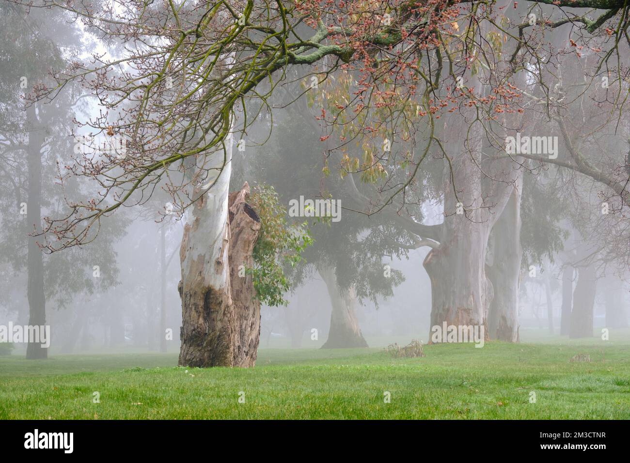 Australian landscape trees hi-res stock photography and images - Alamy