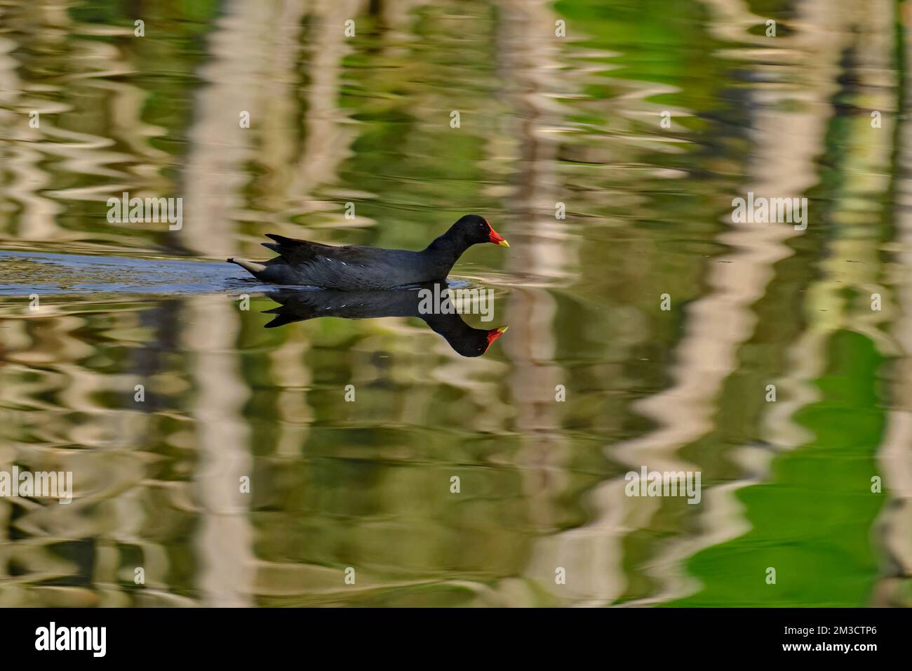 Bird moorhen hi-res stock photography and images - Alamy
