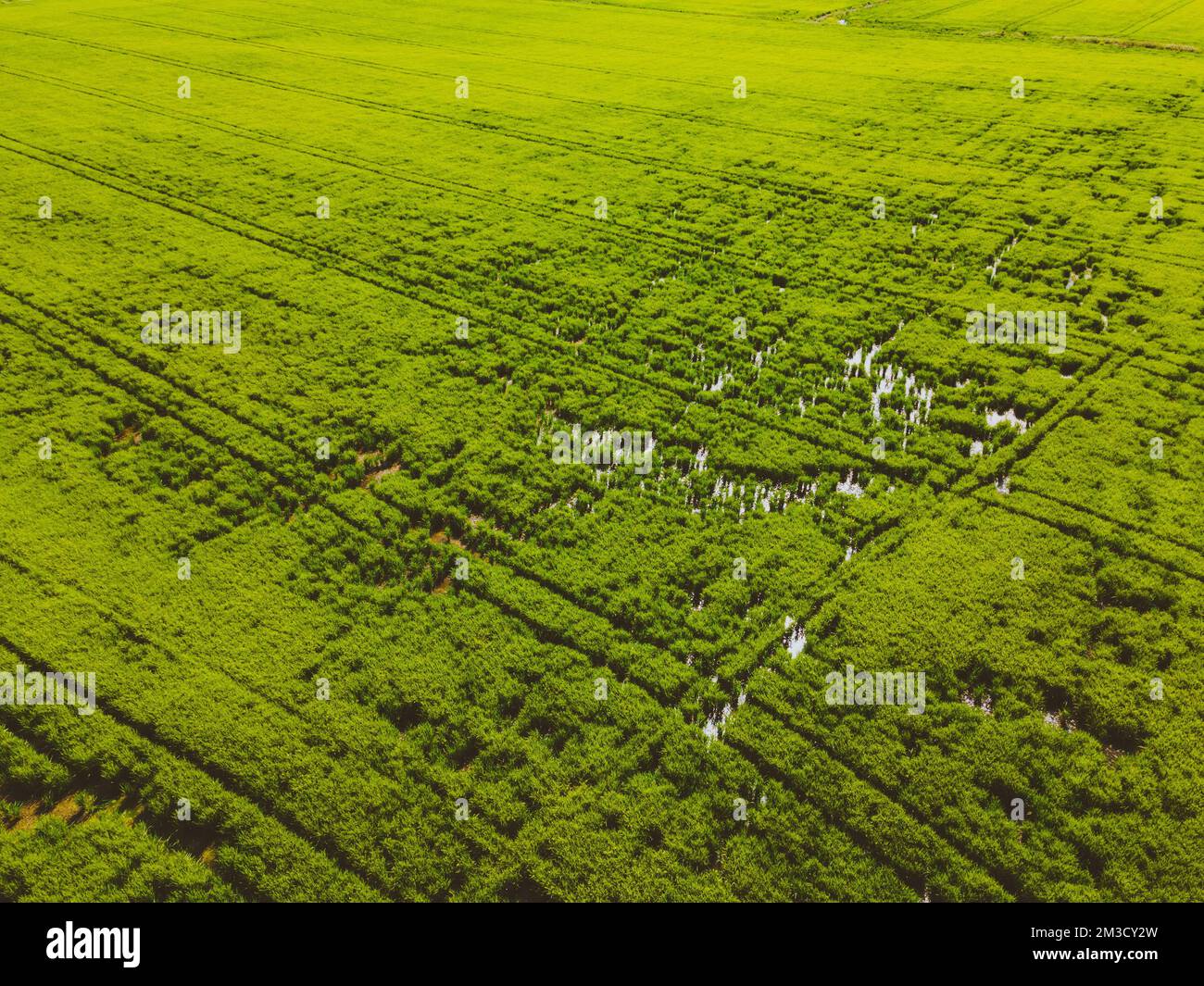 An aerial shot of a rice plantation field in Alcacer do Sal, Portugal ...
