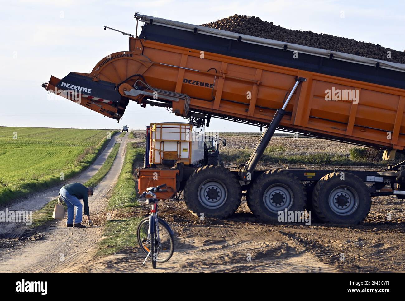 Aerial drone picture shows , the potato harvest in Racour, Lincent ...