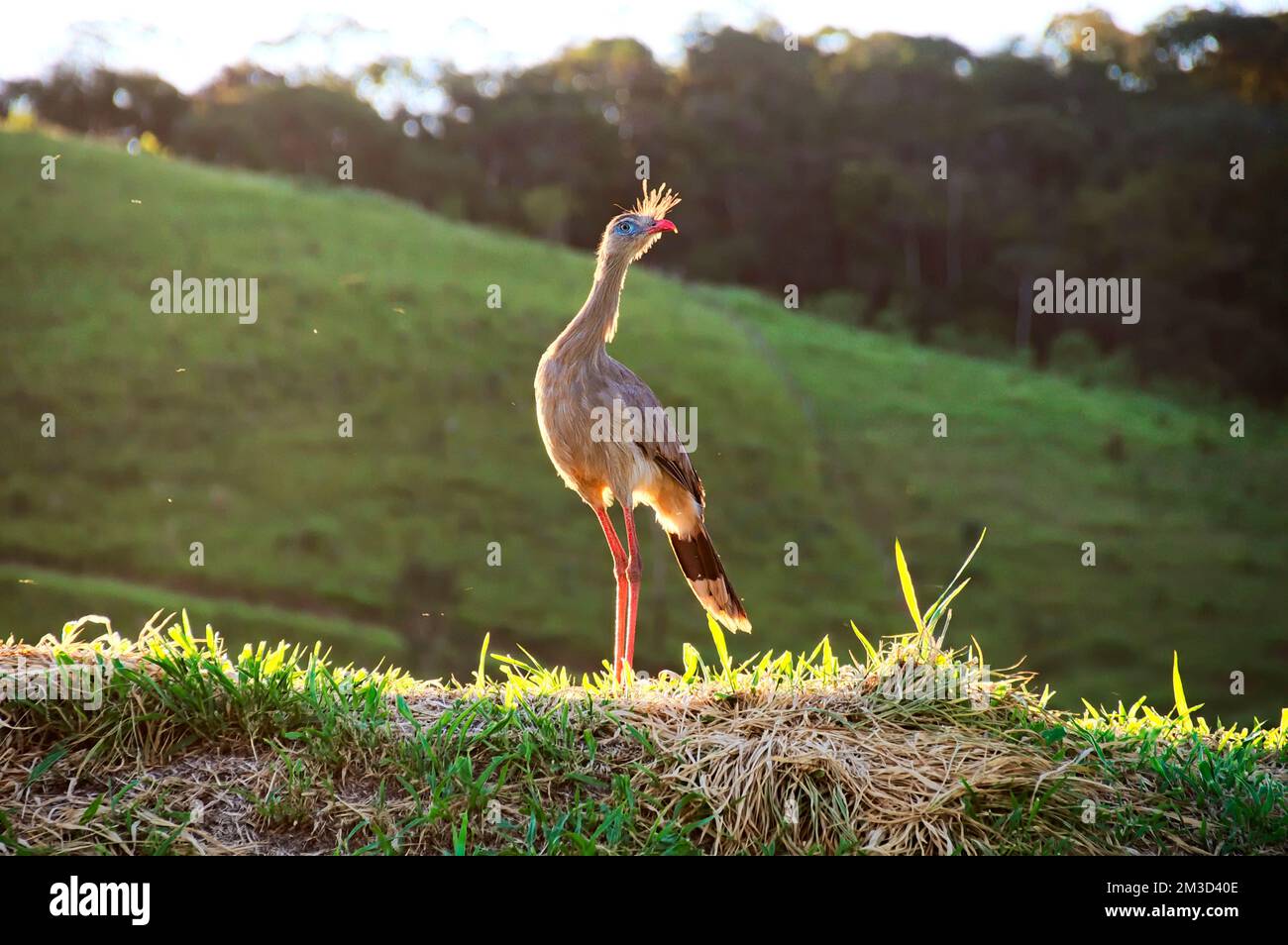 Red-legged seriema, Cariama cristata, Pantanal, Brazil. Typical bird of ...