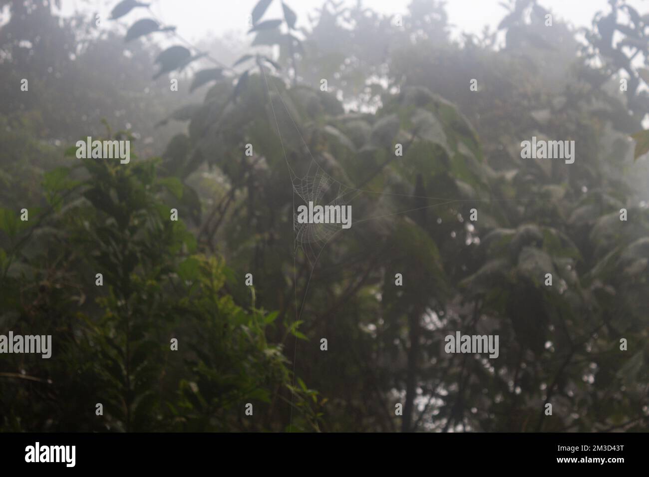 Beautiful triangular spiderweb in middle of jungle foliage with dense ...